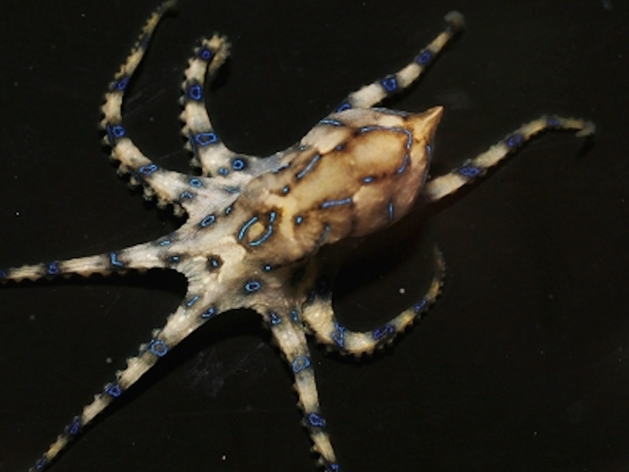 Octopus makes daring escape from New Zealand aquarium - turnto23.com ...